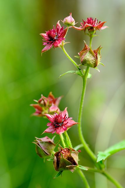 Blume des Jahres 2025: Das Sumpfblutauge | NUE Stiftung
